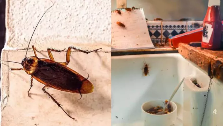 » Baratas mordem humanos? Entenda os riscos desse contato inusitado